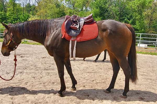 Seasoned OTTB Mare - Schoolmaster Hunter/Jumper