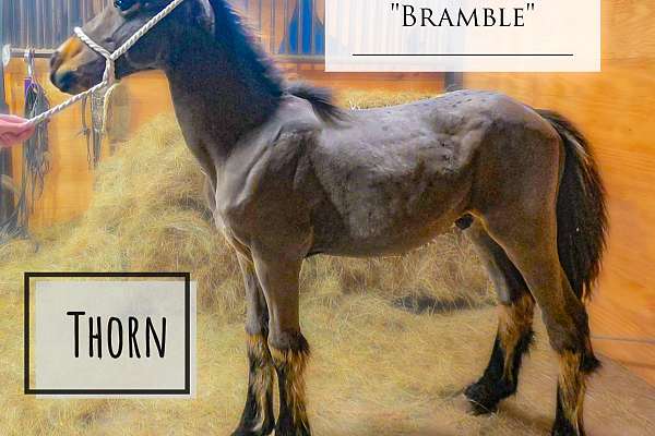 Aqhr Buckskin Sport Pony Colt — Rare Cross W/Champion Lines