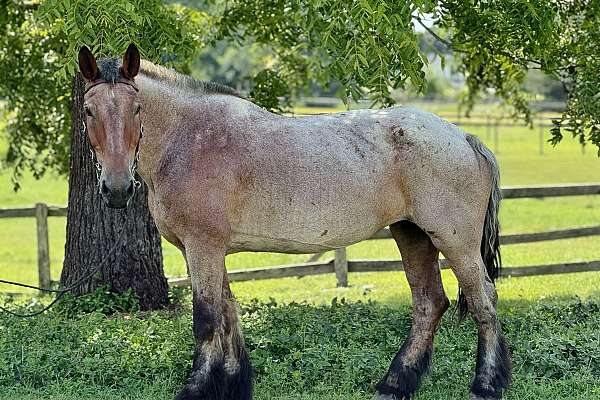 Gorgeous Brabant Mare