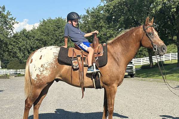 One in a Million Registered Appaloosa Gelding
