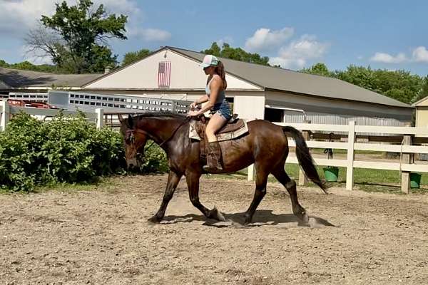 Versatile Dappled Warmblood - Trails, Dressage & Jumping