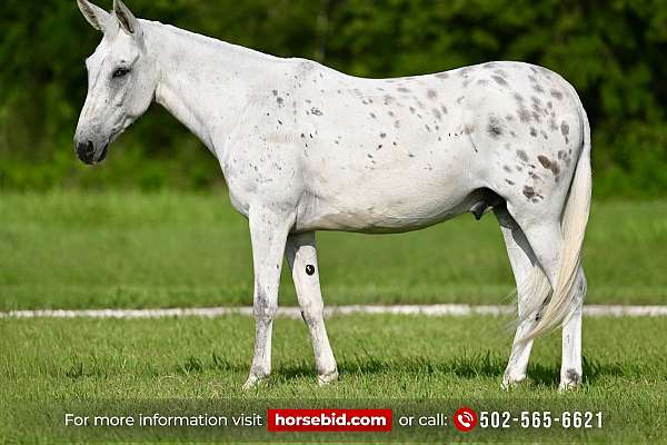 Ranch - Versatile & Well Rounded 8 Yr Old Appaloosa John Mule!