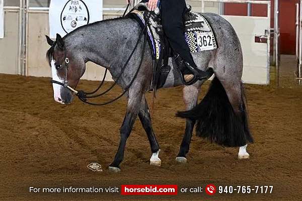 Leroy - Big Bodied Gorgeous 5 Yr Old Bay Roan APHA Gelding!