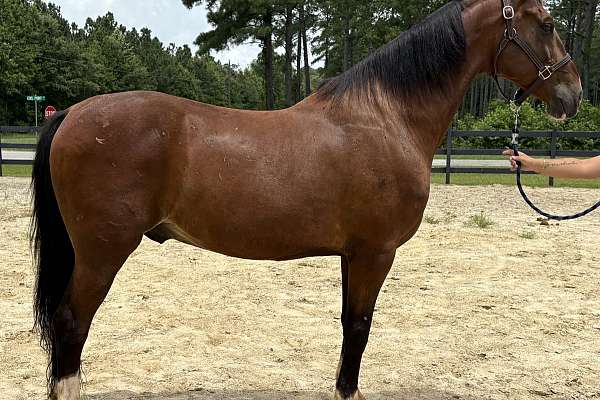 Bay Dutch Gelding