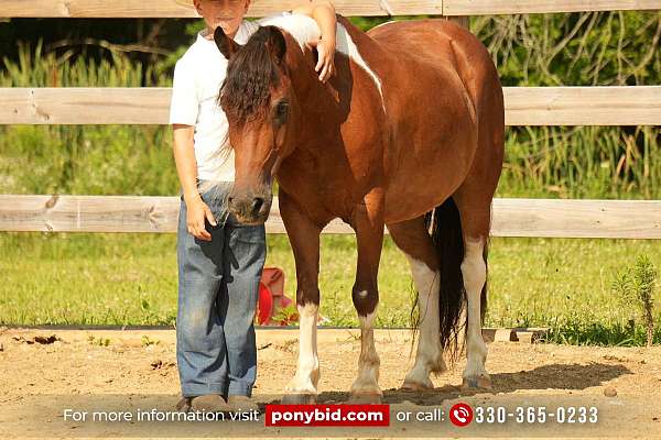 Waylon - Amazing Ranch/Rodeo Pony 10 Yr Old Paint Pony Gelding!