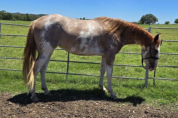 Super Athletic Sorrel Sabino Roan