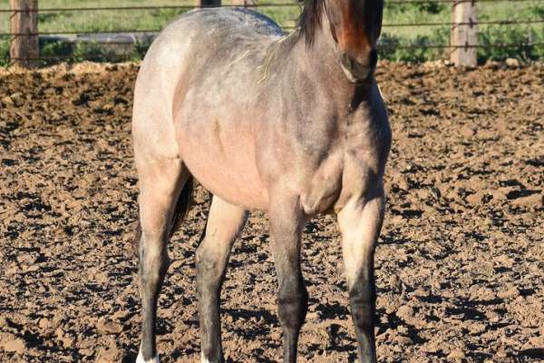 Bay Roan Yearling Gelding With Foundation Breeding