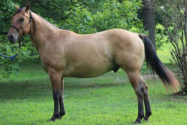 Dun Quarter Horse Gelding