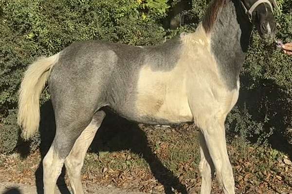 Stunning Blue Roan Tobiano TWH Filly
