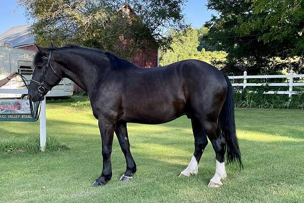 Quiet, Safe, and Fun Percheron/QH Gelding