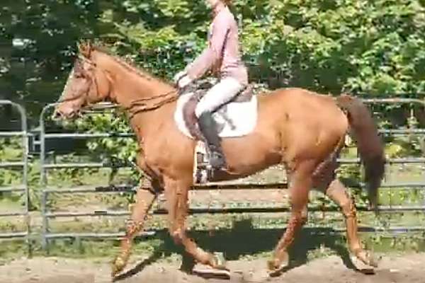 2015 OTTB Gelding