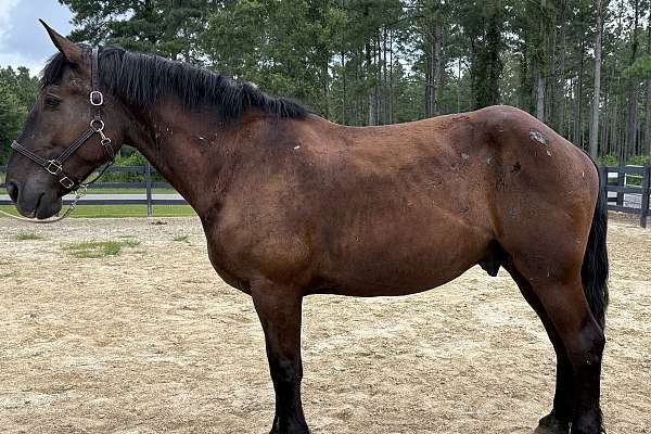 Bombproof Percheron Cross