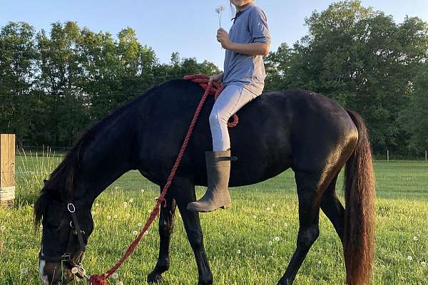 7 Year Old Registered American Shetland Pony
