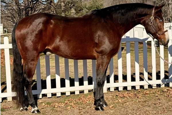 15 Year Old Quarter Horse- Java