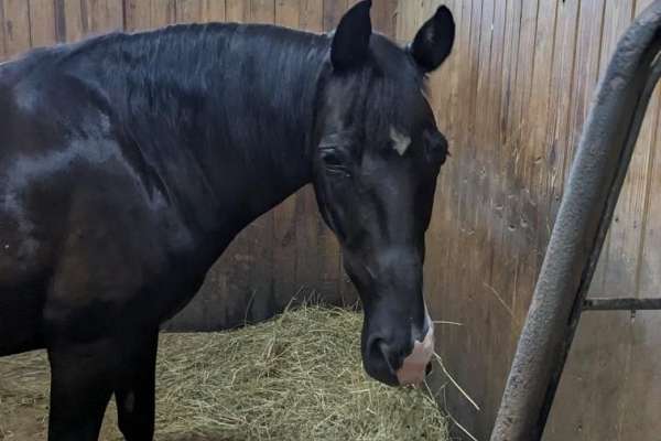 Tennessee Walker for Sale