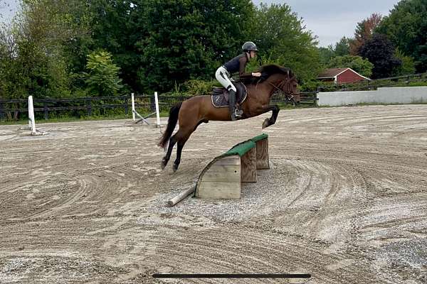Medium Welsh Cross Pony!