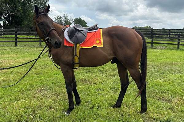 Athletic Bay Gelding