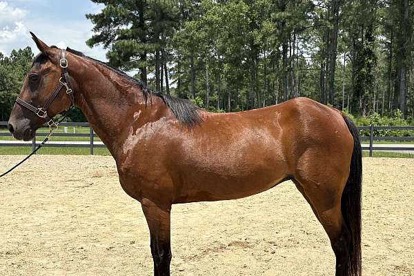 Nice Bay Mare