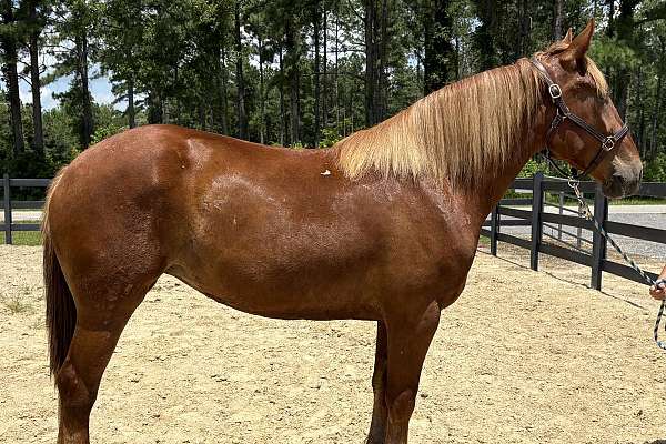 Belgian Morgan Mare