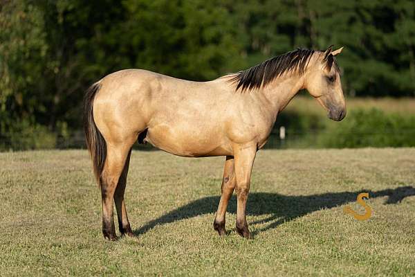 Gorgeous and Built 1 Yr Old Buckskin Quarter Horse Colt!