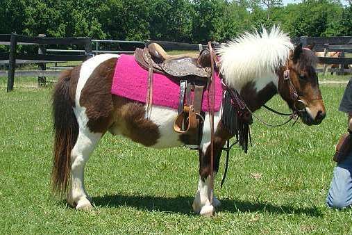 Adorable and Versatile 4 Yr Old Paint Pony Gelding!