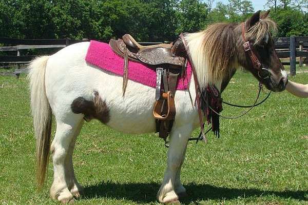 Trusted and Reliable Mini Trail Deluxe 10 Yr Old Paint Pony Gelding!