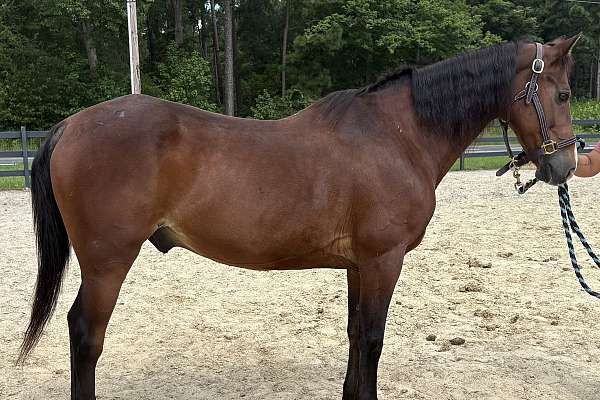 Bay Morgan Gelding