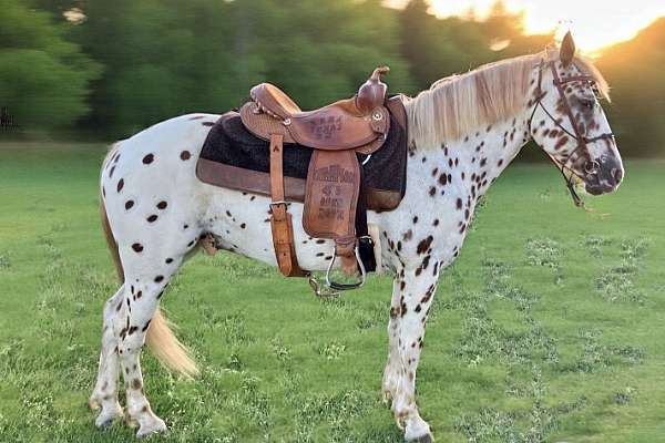 Nimbus- 4yo Bay Leopard Appaloosa