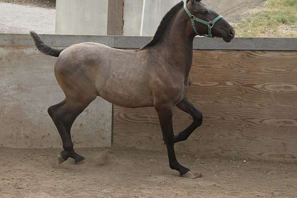 PRE Andalusian