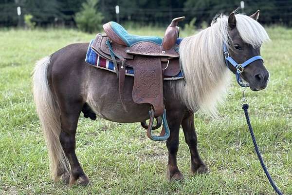 Flashy, Leadline Rideable Mini Gelding