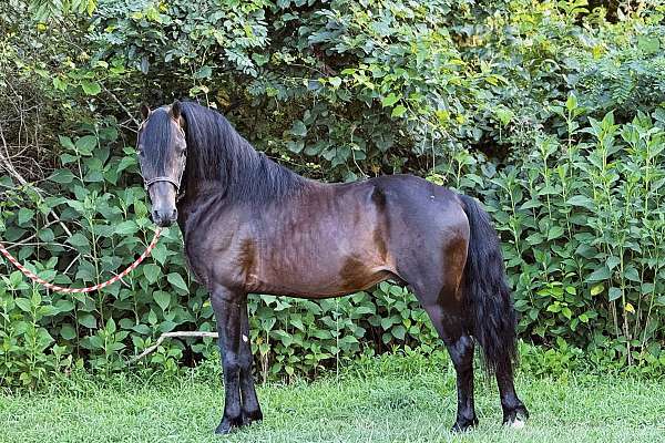 Gorgeous Friesian Cross