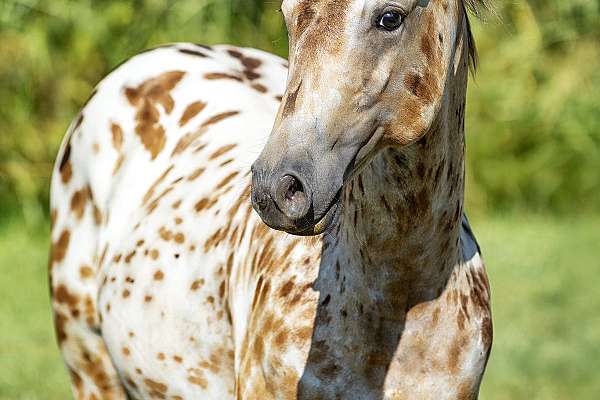 Stunning 2024 APHC Buckskin Leopard Colt!