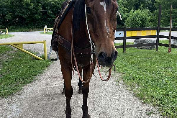 Lesson Horse for Sale