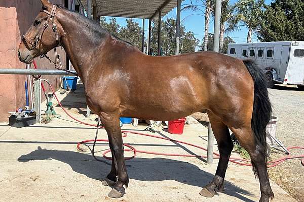 Alex - 7 Year Old 15.2h Quarter Horse Gelding