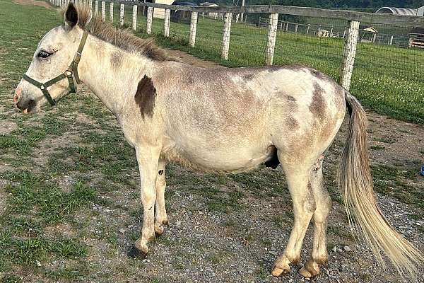 Miniature Mule Gelding