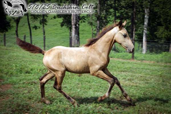 Buckskin Gaited Pony Colt