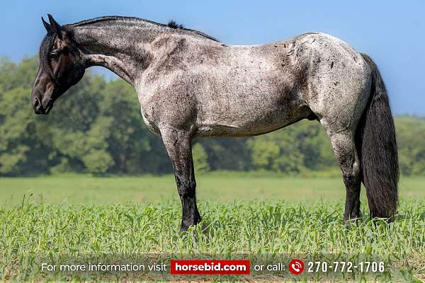 Elliott - Exceptionally Versatile 4 yo Blue Roan Friesian/Percheron Gelding