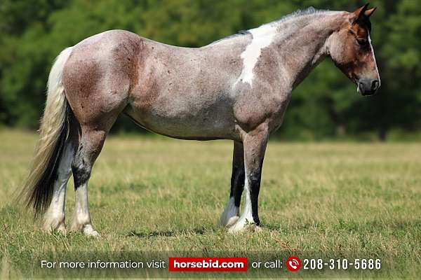 Bell Bottom - Built to Shine, Ready to Work 5 yo Paint Gypsy Cross Mare!