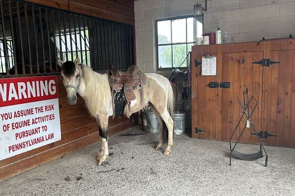 Texas, Beautiful Trained Pony for Sale