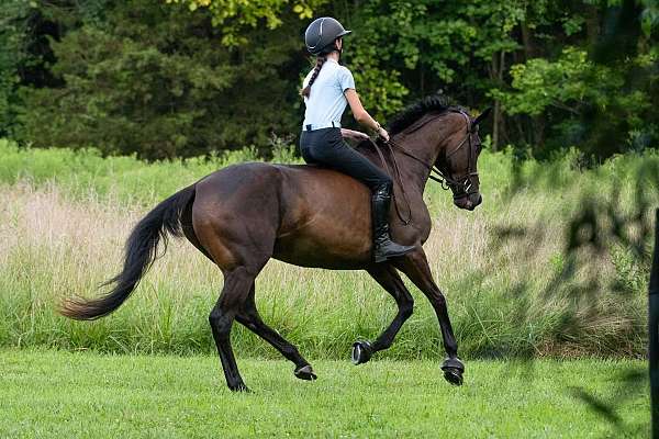 8 Year Old Thoroughbred Mare