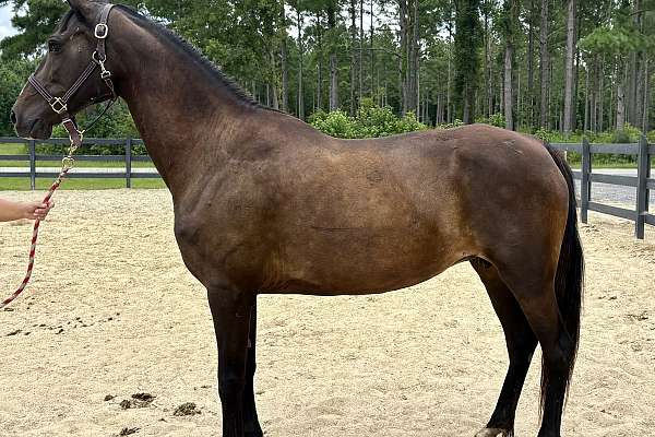 Bay Morgan Mare