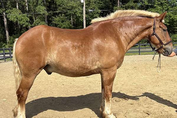Big Belgian Gelding