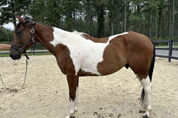 Gentle Paint Gelding