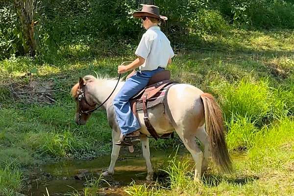 Patrick – Step-Up Pony| Rides, Drives, Trails & Ranch