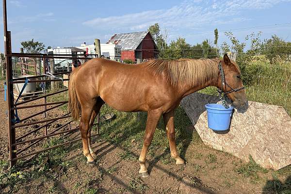 1.5 Yr Old Colt Red Dun With Blonde Mane & Tail Mature Well Over 16 Hands