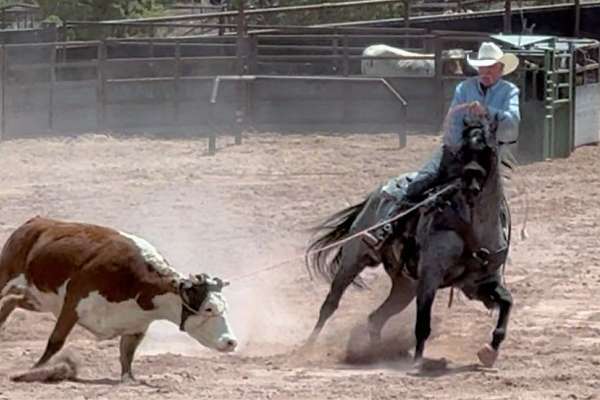 Team Roping Horse - Stetson