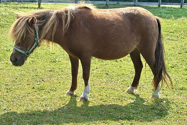 29” Friendly Companion Mare