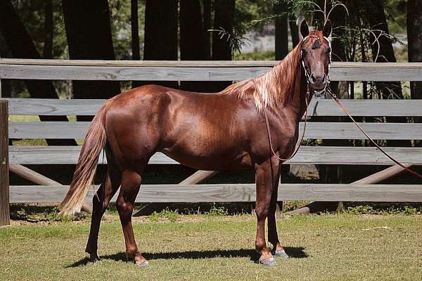 Beautiful and Versatile All Around 2 Yr Old Liver Chestnut Mare!