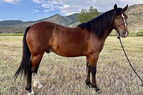 Bowie - 3yr Mustang, Ranch, Trail Ride or Show!