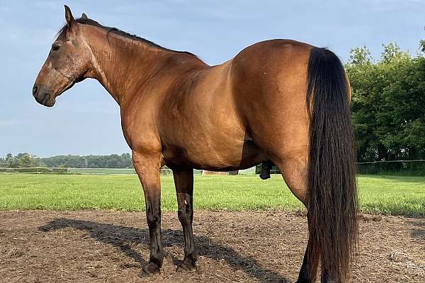 Fancy Mexican Criollo Pony Gelding